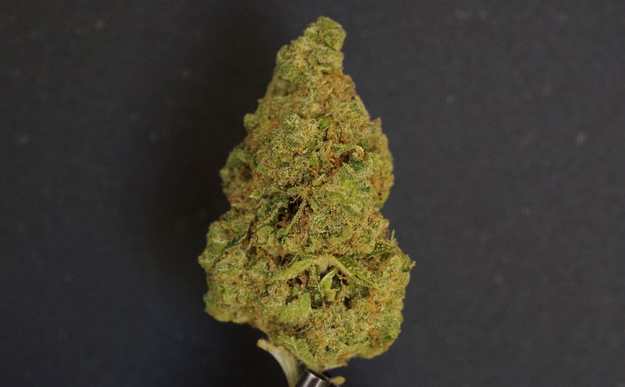 Up in Smoke – Sierra Nevada Ally