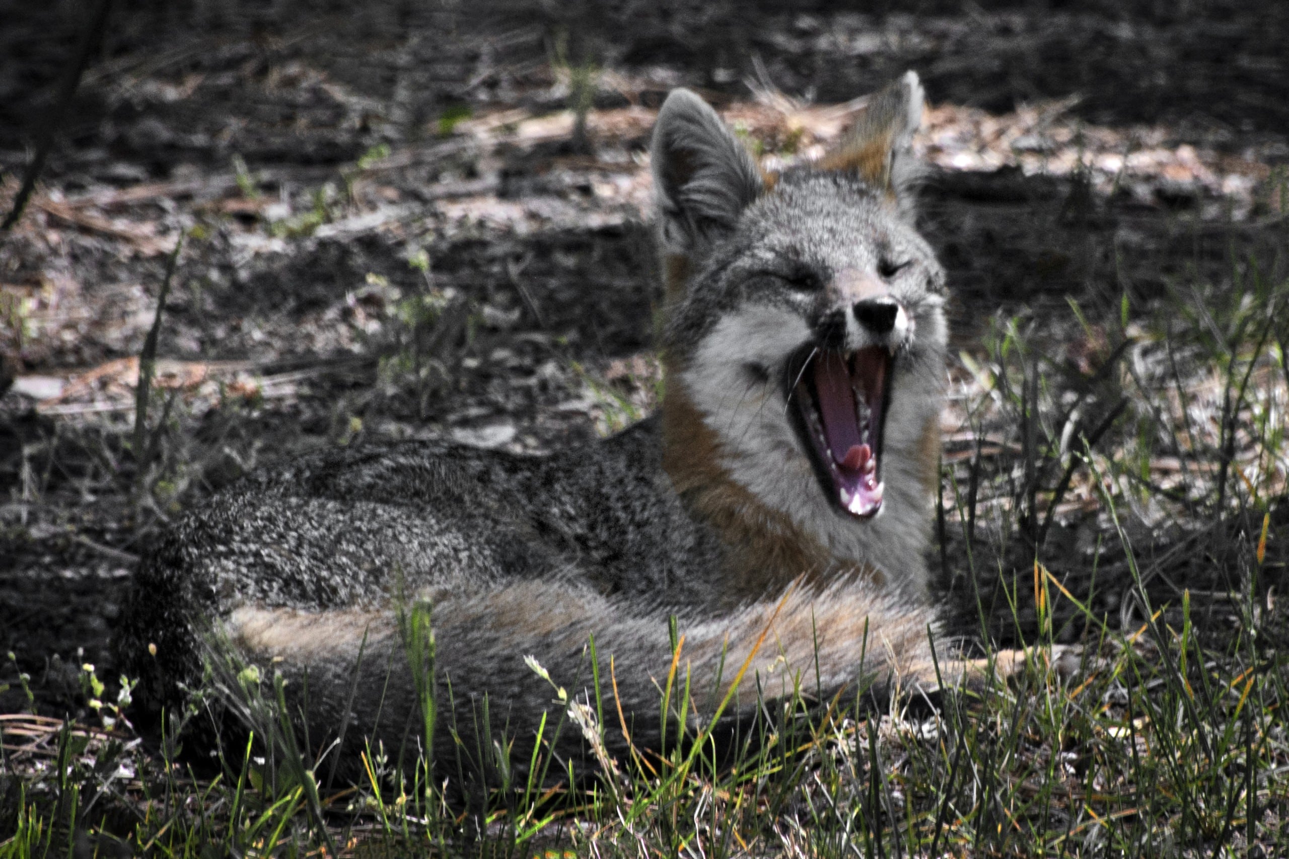 Can an Opponent of Public Lands Safeguard Them for Us? – Sierra Nevada Ally
